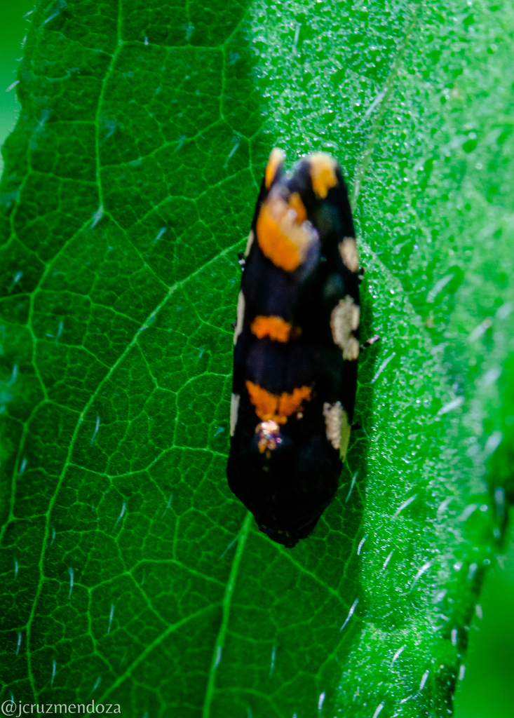 Southern Spragueia Moth from Mérida, Yuc., México on July 23, 2024 at ...