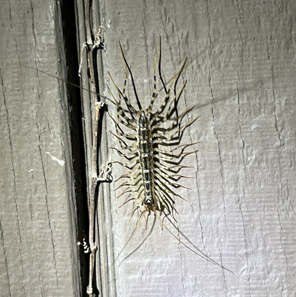 Japanese House Centipede from Griffy Lake Nature Preserve, Bloomington ...