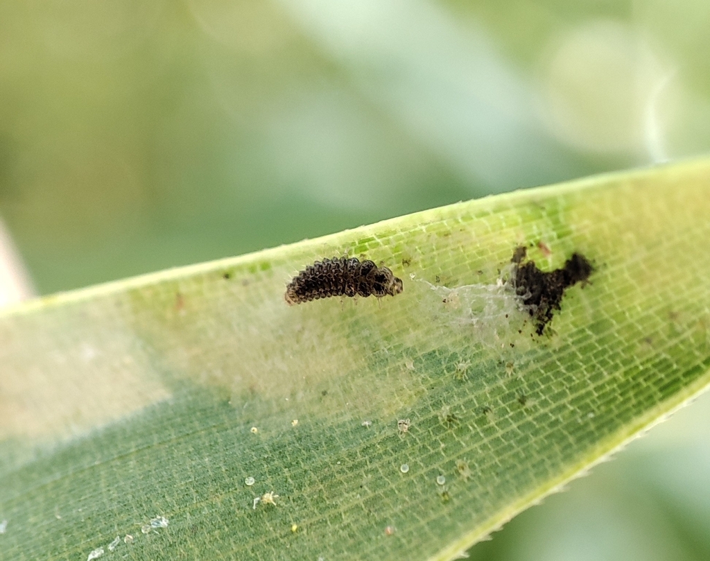 Mite-eating Ladybirds from Beijing, Beijing, CN on August 17, 2024 at ...