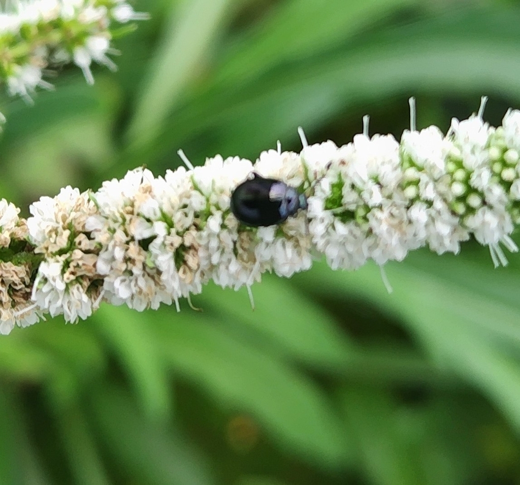 Nonarthra cyanea from 日本、〒206-0015 東京都多摩市落川1326−1 on August 18, 2024 at ...