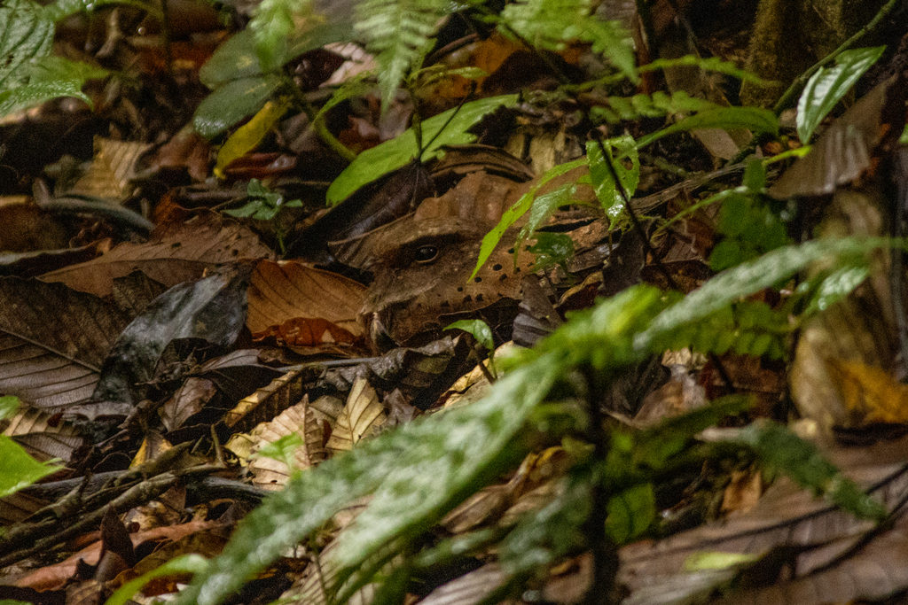 Ocellated Poorwill from XHQF+MMF, Guanacaste Province, Santa Cecilia ...