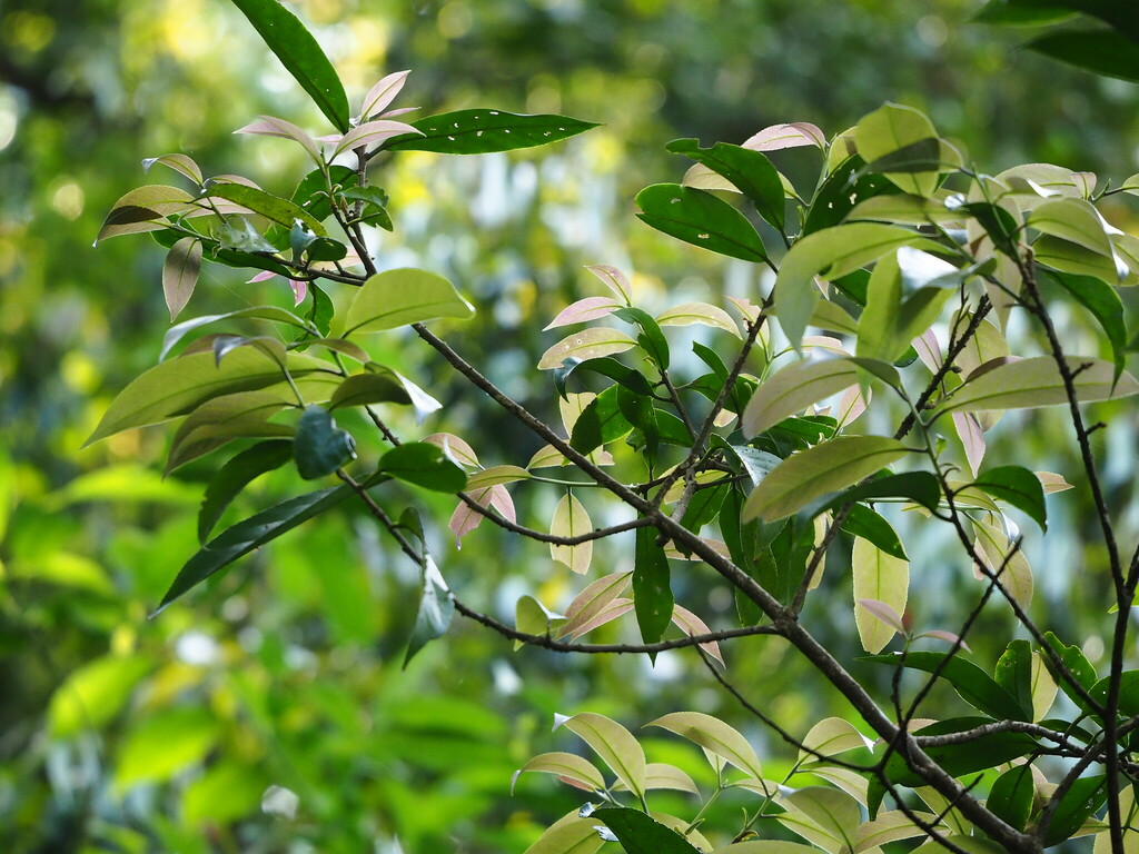 Pentaphylacaceae from 台灣臺北 on April 19, 2024 at 01:51 PM by 葉子 ...