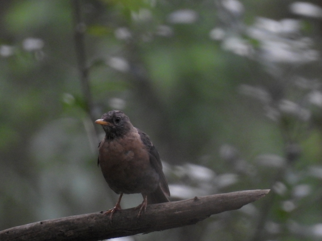 Rufous-collared Robin from Barrio de la Merced, San Cristóbal de las ...