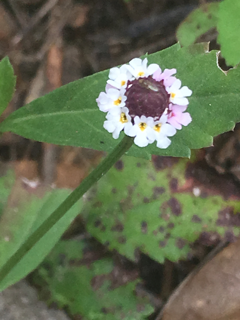 turkey tangle frogfruit (Nash Prairie Plants List) · iNaturalist