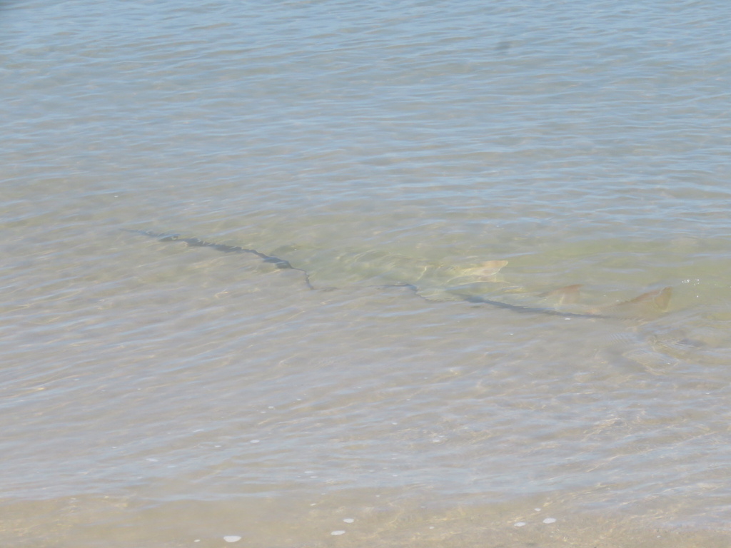 Dwarf Sawfish in August 2024 by Josh Magro · iNaturalist