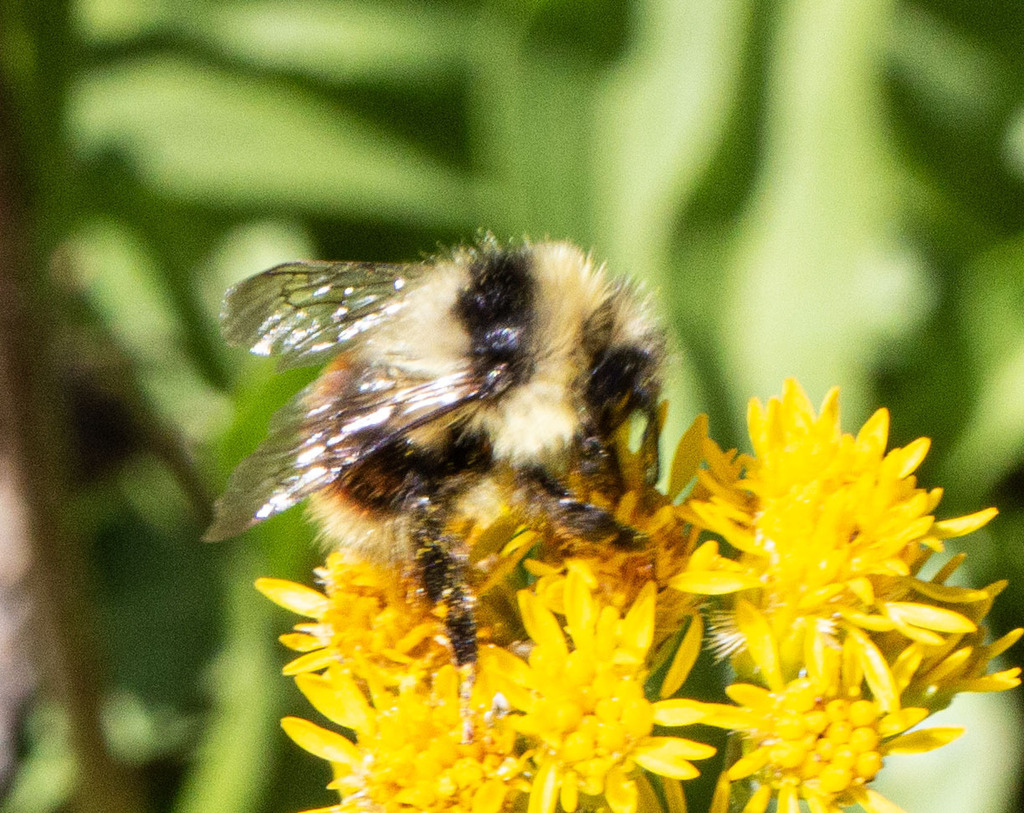 Forest Bumble Bee in July 2024 by bangert301 · iNaturalist