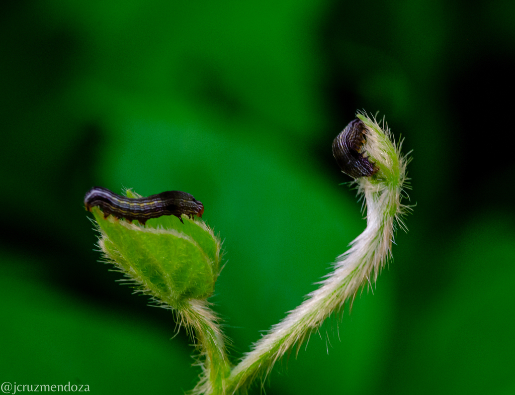 Armyworm Moths from Mérida, Yuc., México on July 23, 2024 at 05:46 PM ...