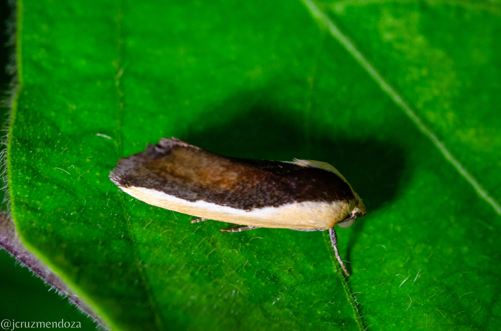 Bicolored Bird-dropping Moth from Mérida, Yuc., México on July 23, 2024 ...