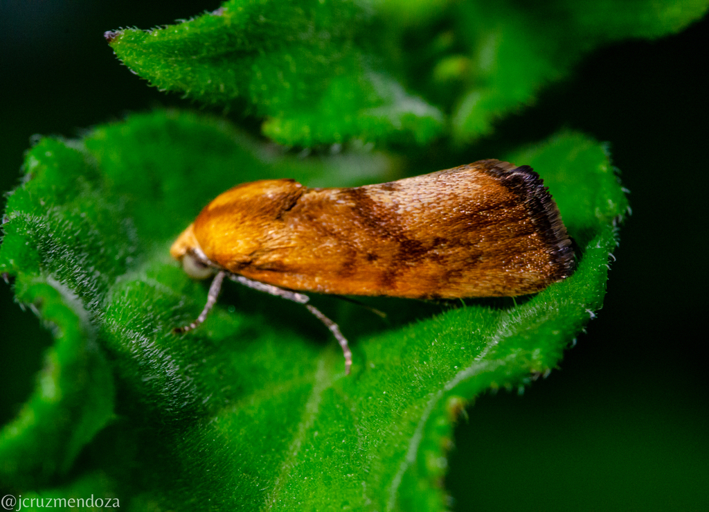 Bicolored Bird-dropping Moth from Mérida, Yuc., México on July 23, 2024 ...