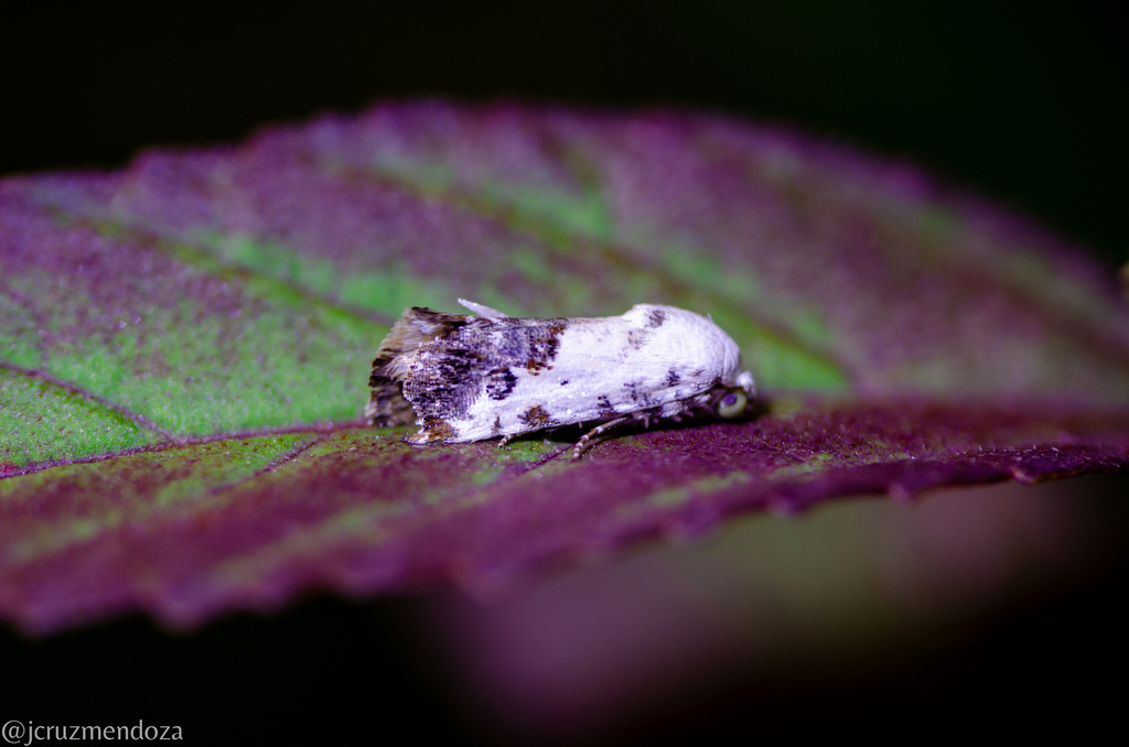One-spotted Bird-dropping Moth from Mérida, Yuc., México on July 23 ...