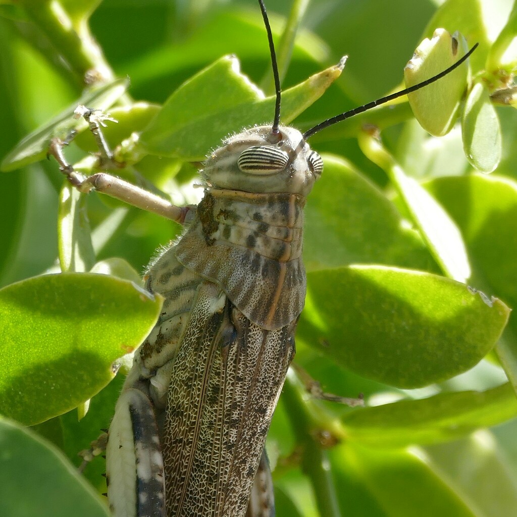 Tree Locust from Nausgamab, Region Khomas, Namibia on May 14, 2022 at ...