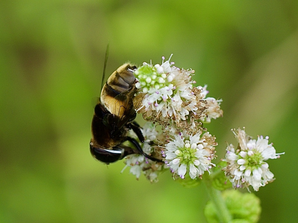 Phytomia zonata from 本州, 舞鶴市, 京都府, JP on August 17, 2024 at 11:09 AM by りなべる · iNaturalist
