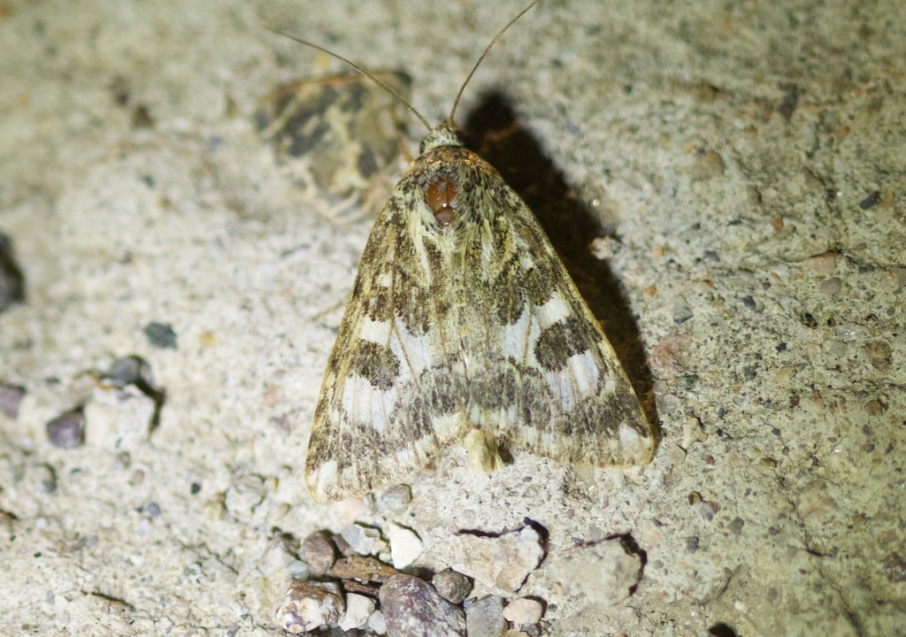 Spotted Clover from Huairou District, Beijing, China on August 17, 2024 ...