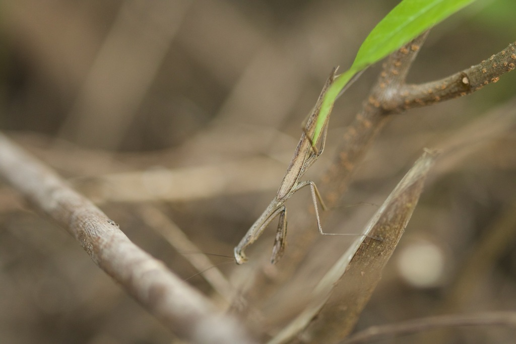 Asian Jumping Mantis from Huairou District, Beijing, China on August 17 ...