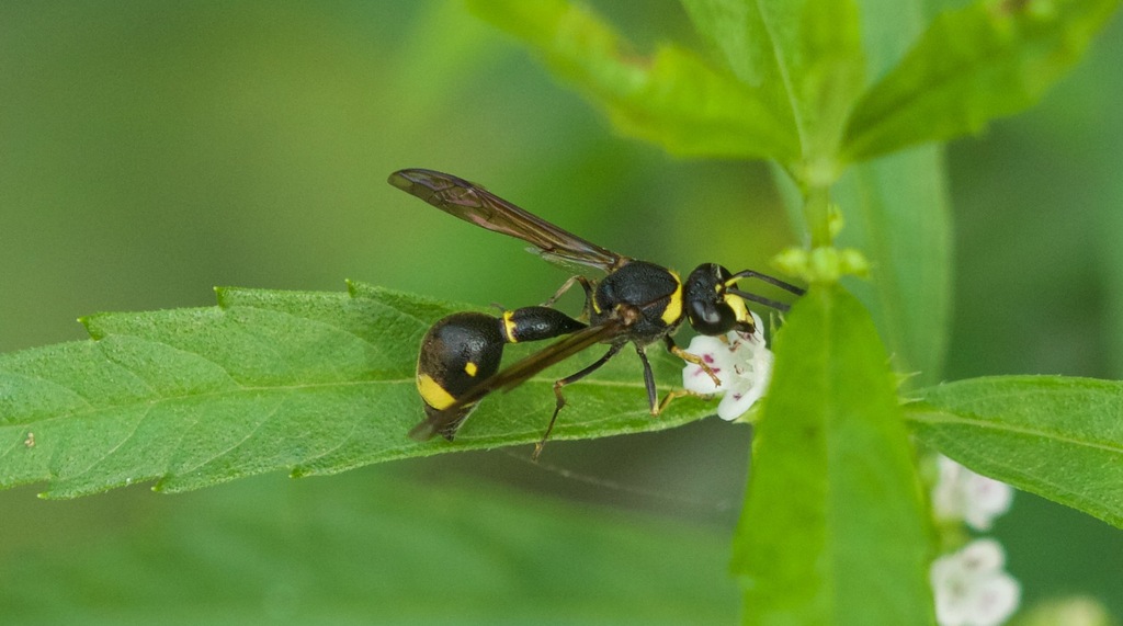 Eumenes labiatus sinicus from Huairou District, Beijing, China on ...