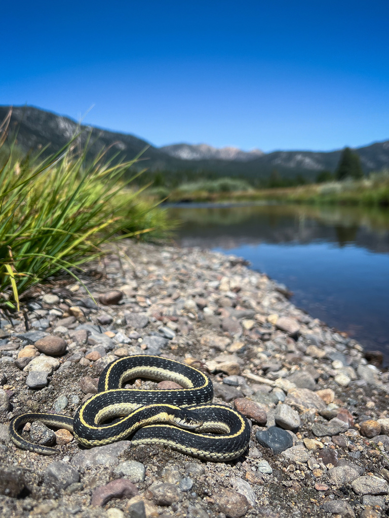Mountain Garter Snake in August 2024 by california_every_reptile ...