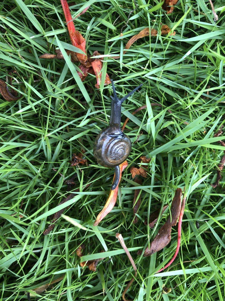 Macrochlamys from 龙楼镇, , 海南省, CN on June 16, 2019 at 09:18 AM by buagia ...