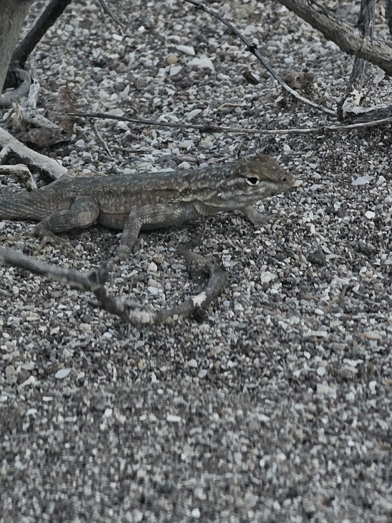 Lagartija norteña de mancha lateral desde Loreto, B.C.S., México el 16 ...