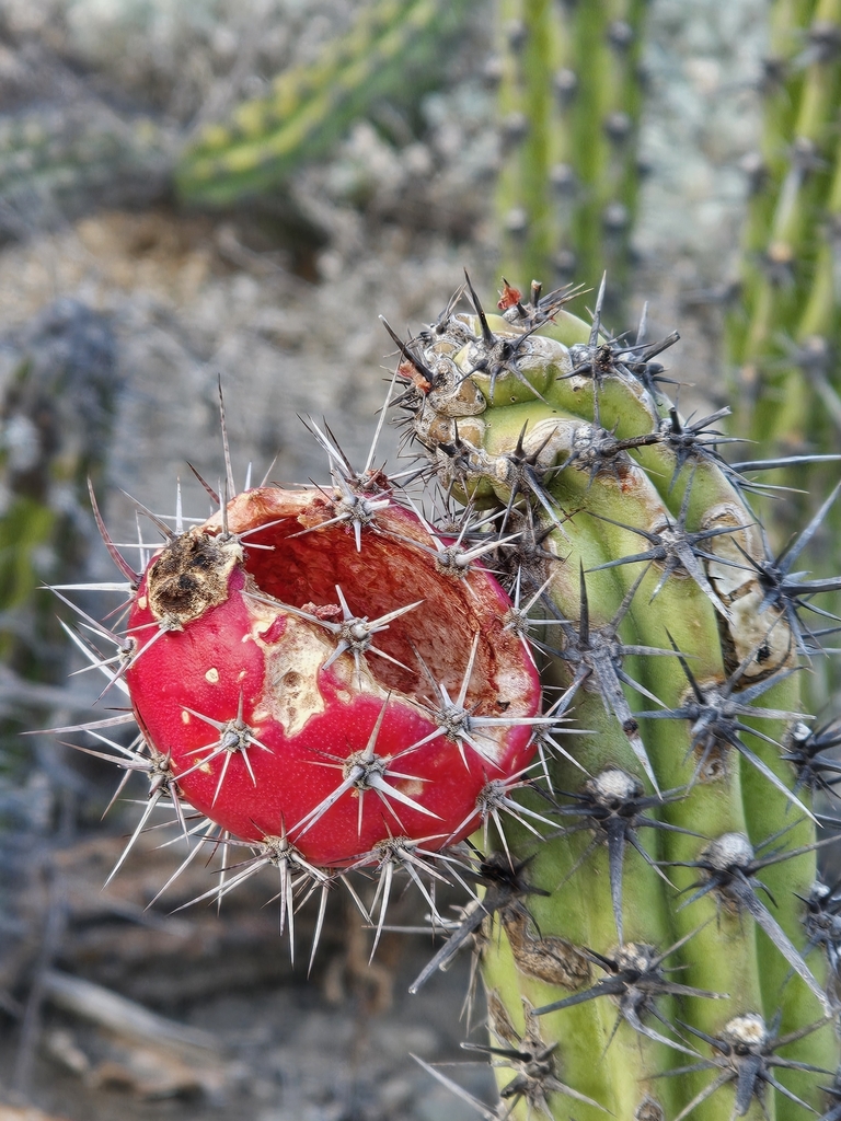 Galloping Cactus from Loreto, B.C.S., México on August 16, 2024 at 06: ...