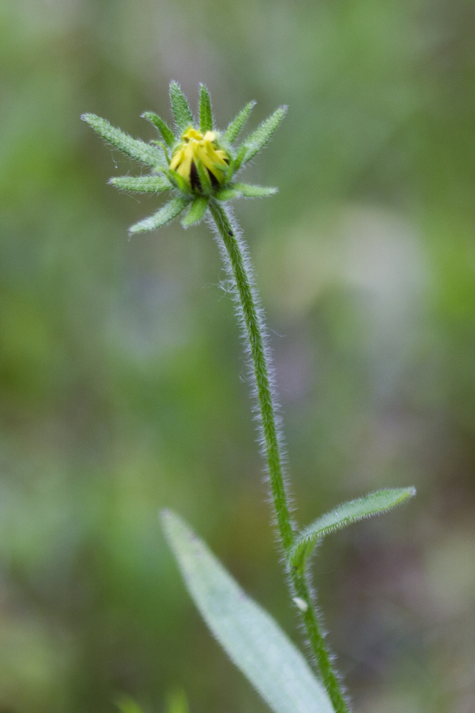 black-eyed Susan from Fen #1, Baltimore Woods Nature Center, Onondaga ...