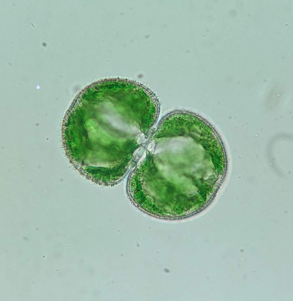 (Cosmarium) - Botanical Realm