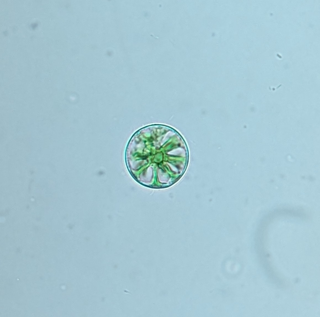 Hyalotheca from North Pole, AK 99705, USA on August 17, 2024 at 05:34 ...