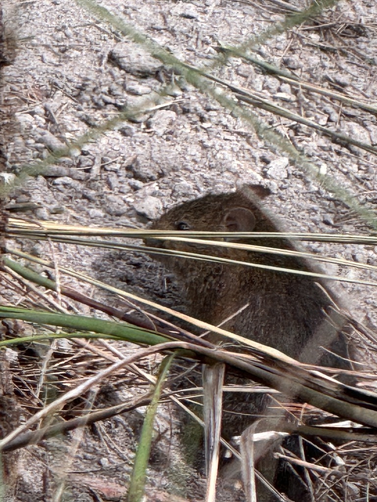 Australian Swamp Rat from Unthanks Reserve, Somerville VIC 3912 ...