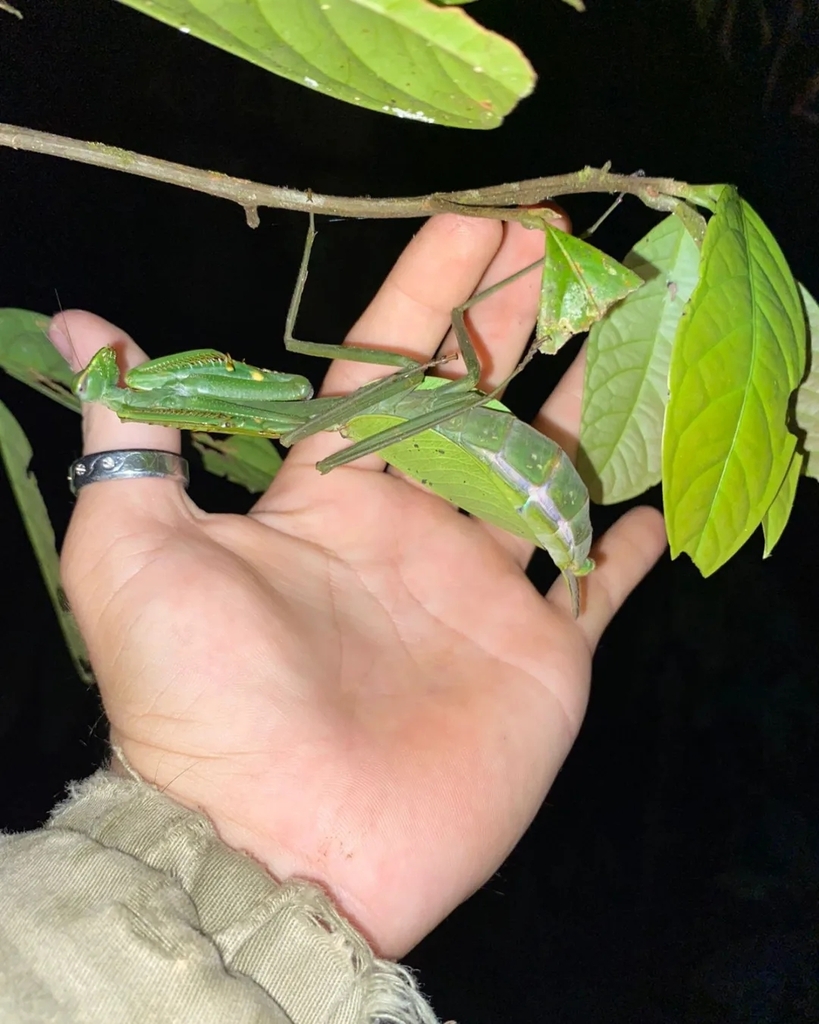 Macromantis hyalina in August 2024 by Diego Deza · iNaturalist