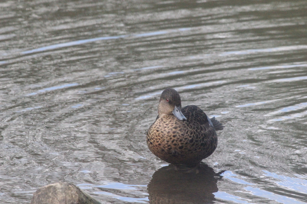 Chestnut Teal from Melbourne VIC, Australia on August 18, 2024 at 02:19 ...