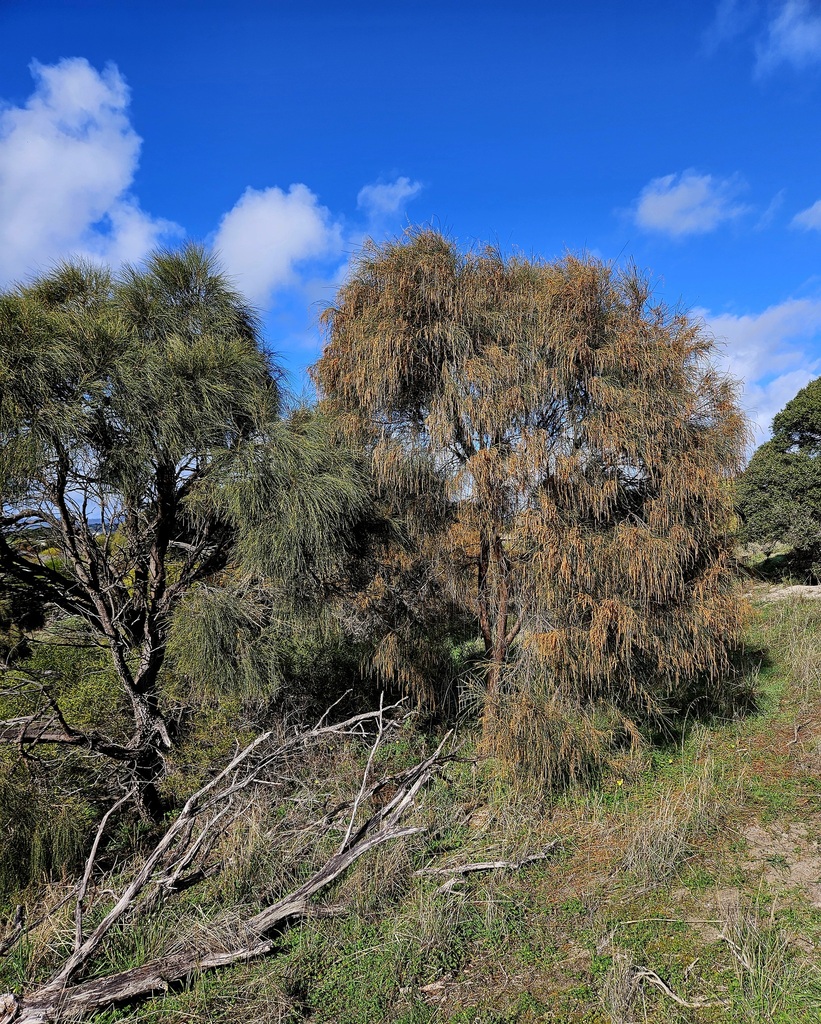 Drooping She-oak from Normanville Dunes South Australia on August 18 ...