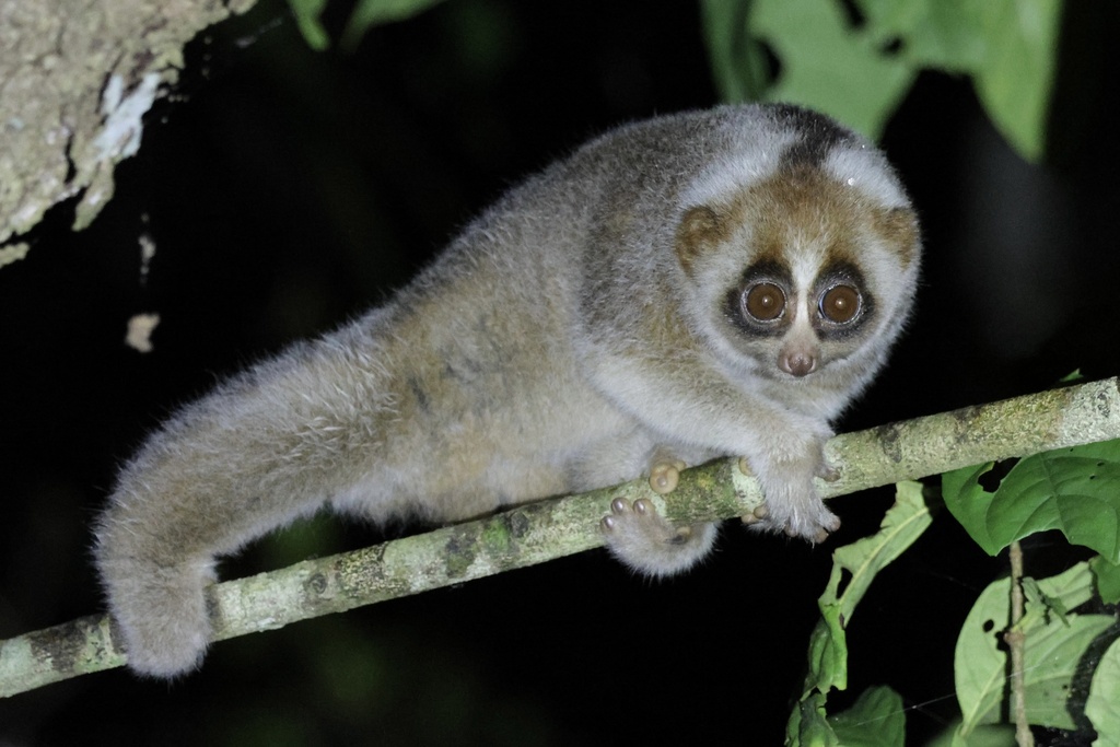 Sunda Slow Loris in August 2024 by muangpaisuetrong · iNaturalist