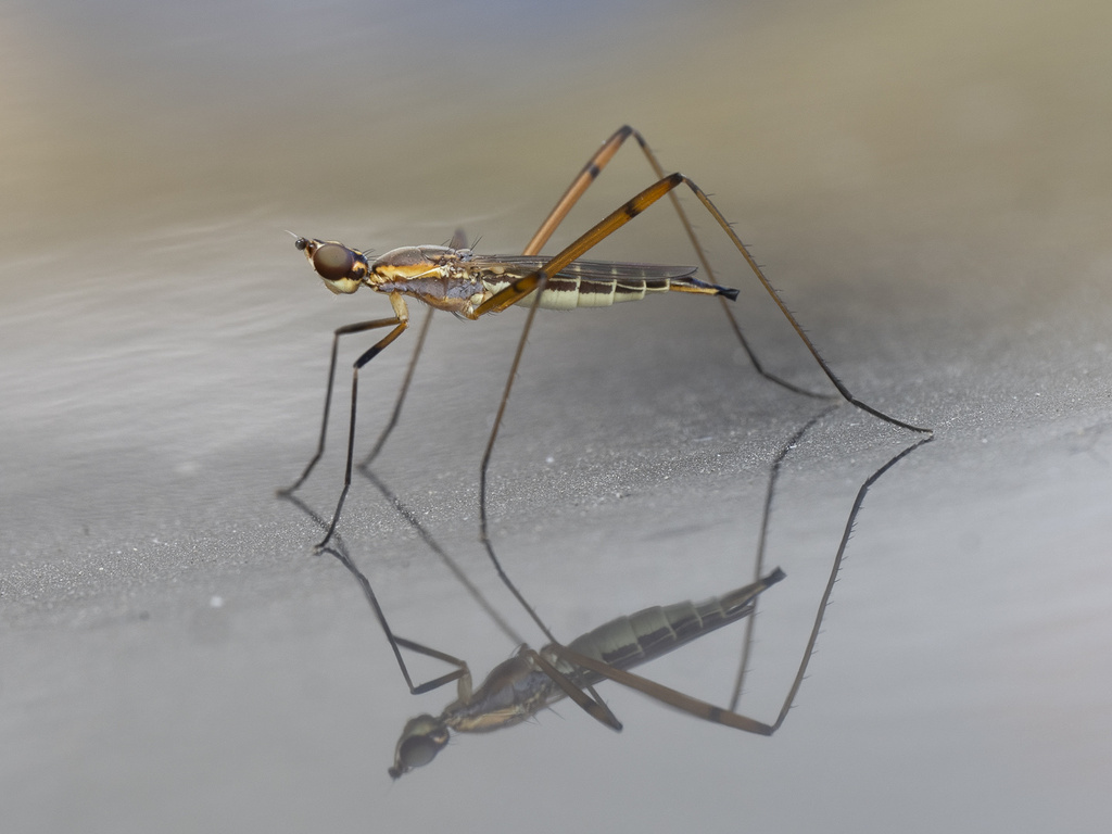 Micropeza lateralis from Suffolk & Essex Coast & Heaths National ...