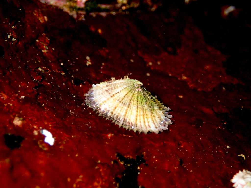 Cap-shaped False Limpet from Central Coast NSW, Australia on August 18 ...