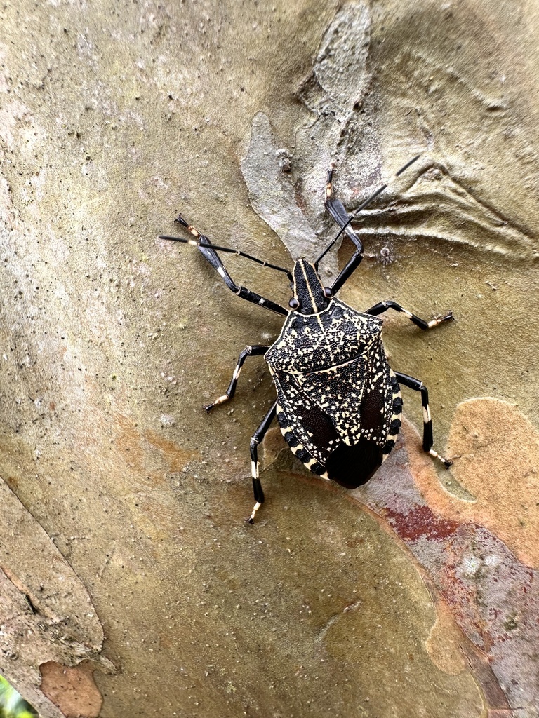Yellow-spotted Stink Bug from 景洪市, 西双版纳傣族自治州, 云南省, CN on July 30, 2024 ...