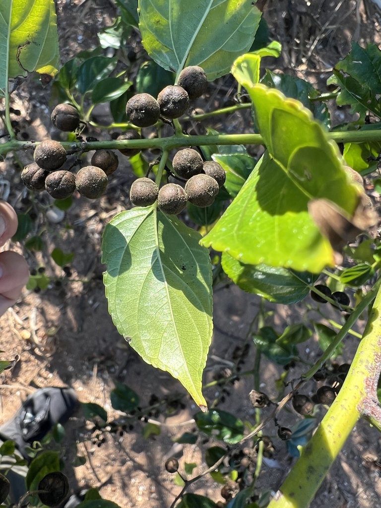 latherleaf from Mornington Island, Wellesley Islands, QLD, AU on August ...