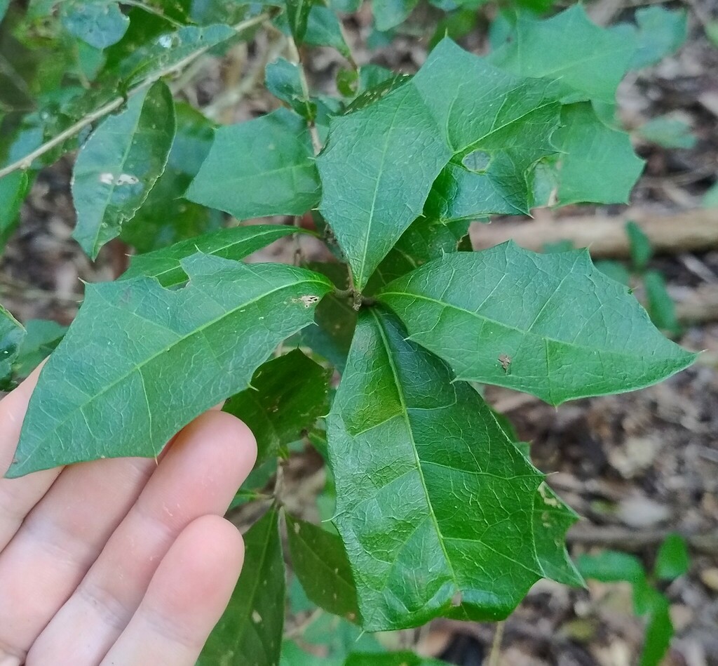 Native Holly in August 2024 by R.M. Common shrub near creek. · iNaturalist
