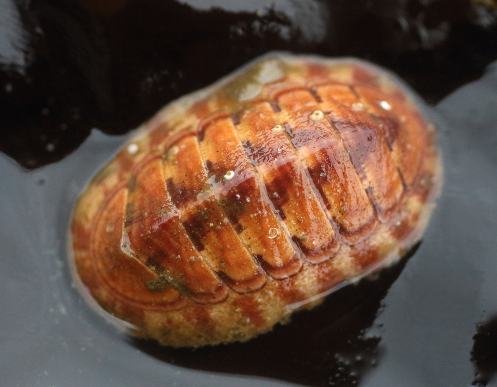 Grooved Chiton (Chitons of the United States) · iNaturalist