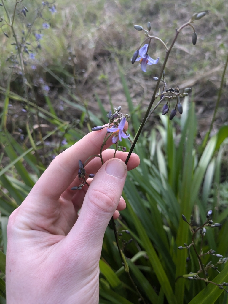 flax-lilies from McLeans Ridges NSW 2480, Australia on August 18, 2024 ...
