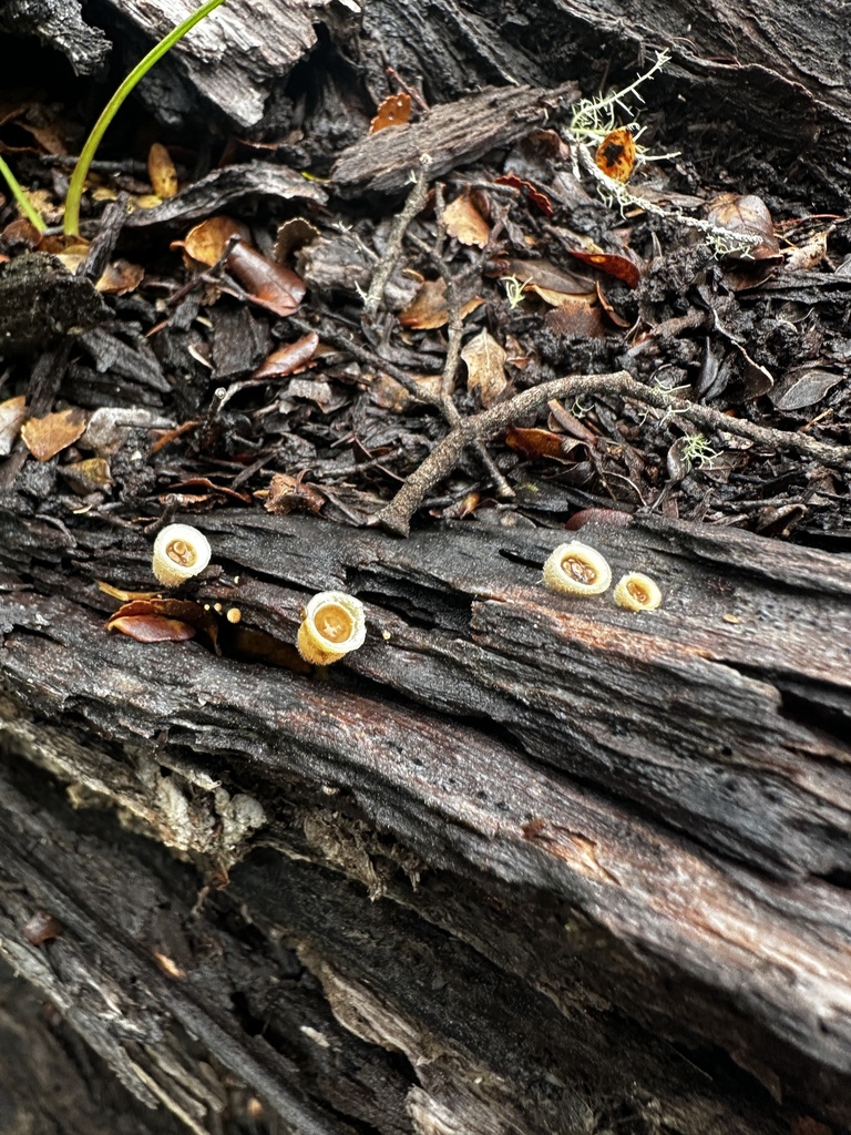 Nidula from Mount Richmond Forest Park, Mount Richmond Forest Park ...