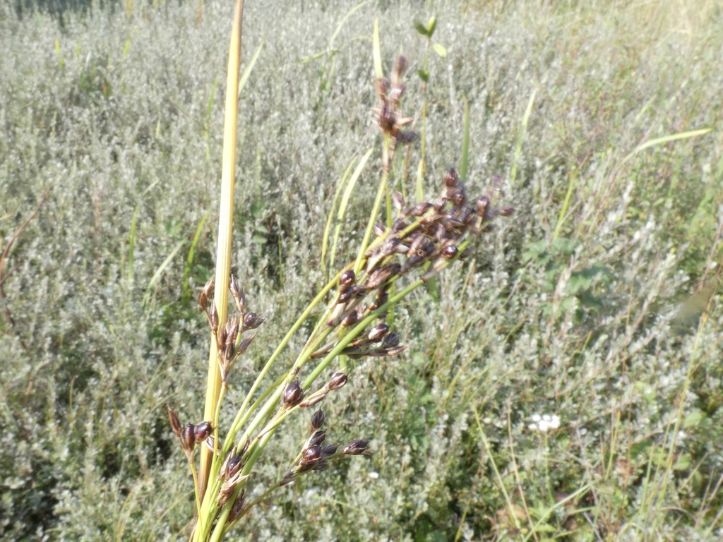 Juncus × lancastriensis from Coastal Road, Southport, England, GB on ...