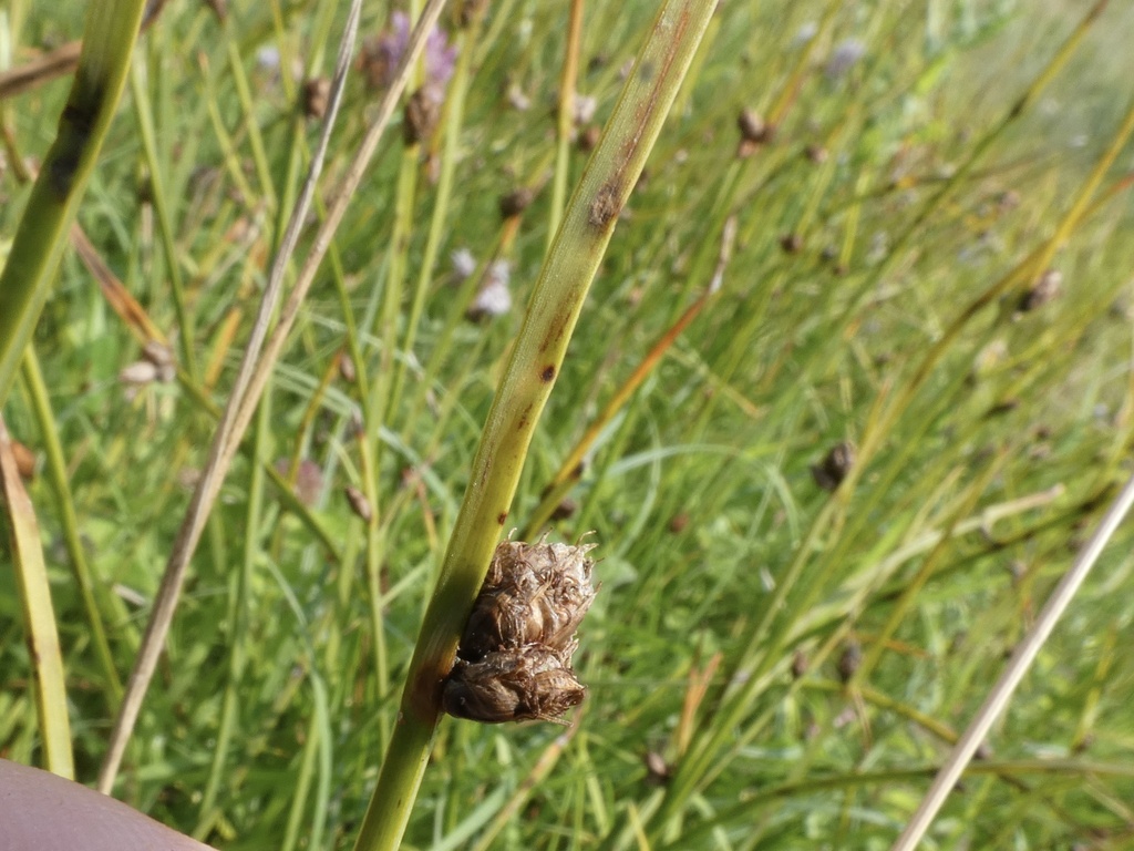 three-square bulrush from Coastal Road, Southport, England, GB on ...