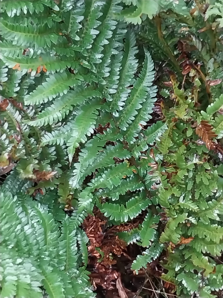 mother shield-fern from Wellington Park TAS 7054, Australia on August ...