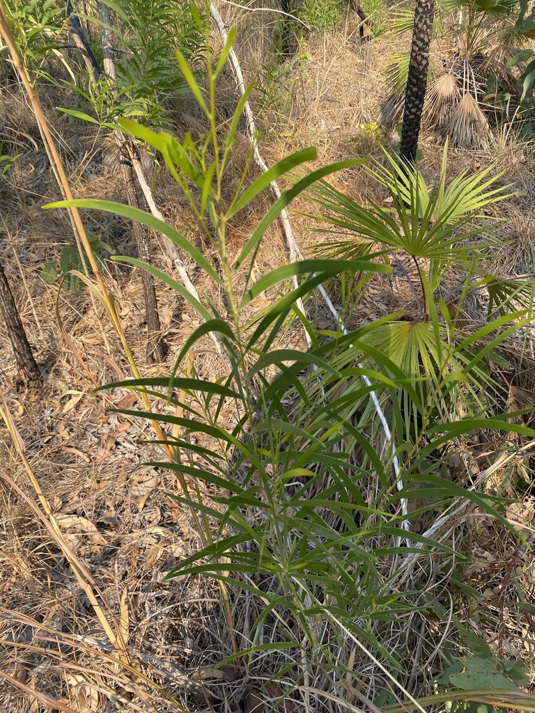 wattles from Garig Gunak Barlu National Park, Cobourg, NT, AU on August ...