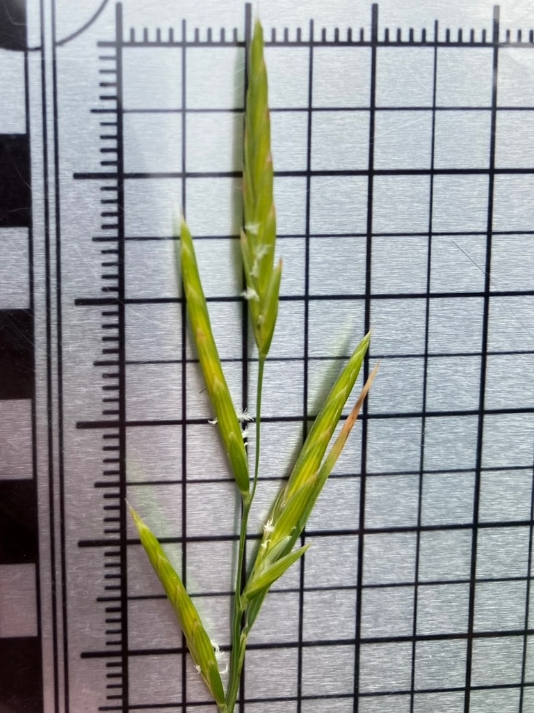 Tor-grass from Herefordshire, UK on July 11, 2024 by hafren · iNaturalist