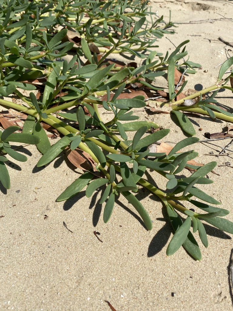 sea purslane from Garig Gunak Barlu National Park, Cobourg, NT, AU on ...