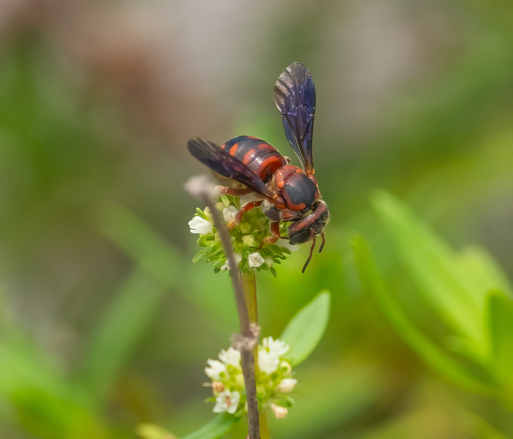 Florida Pebble Bee from 1800 US-1, Jupiter, FL 33477, USA on August 16 ...