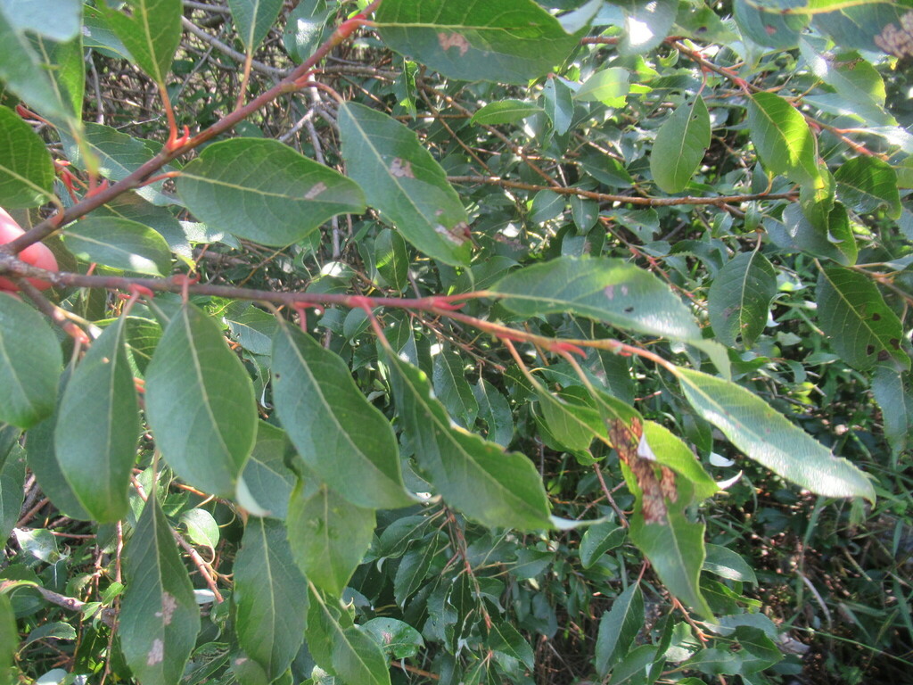 Salix taraikensis from Усольский р-н, Иркутская обл., Россия on August ...