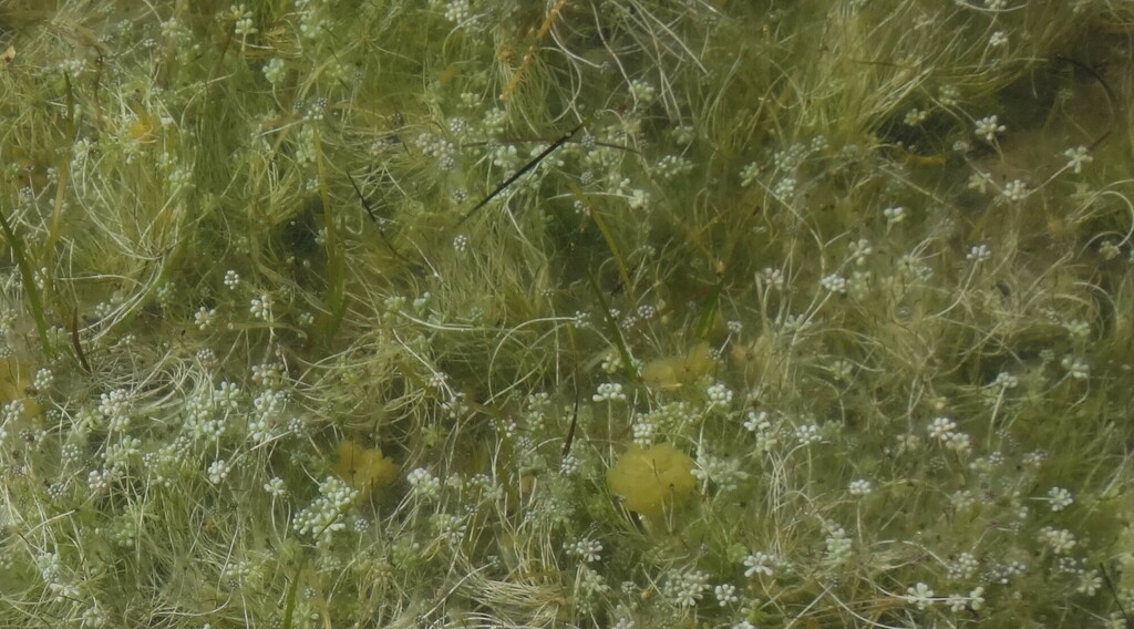 common stonewort from Point Lonsdale - Queenscliff VIC 3225, Australia ...