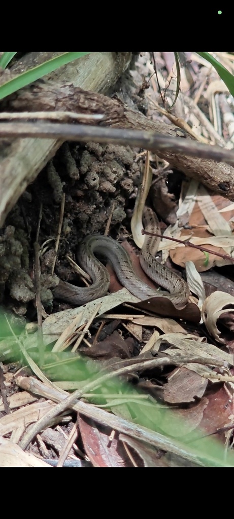 Barron's Kukri Snake from Huai Sai Nuea, Cha-am District, Phetchaburi, Thailand on August 18 ...