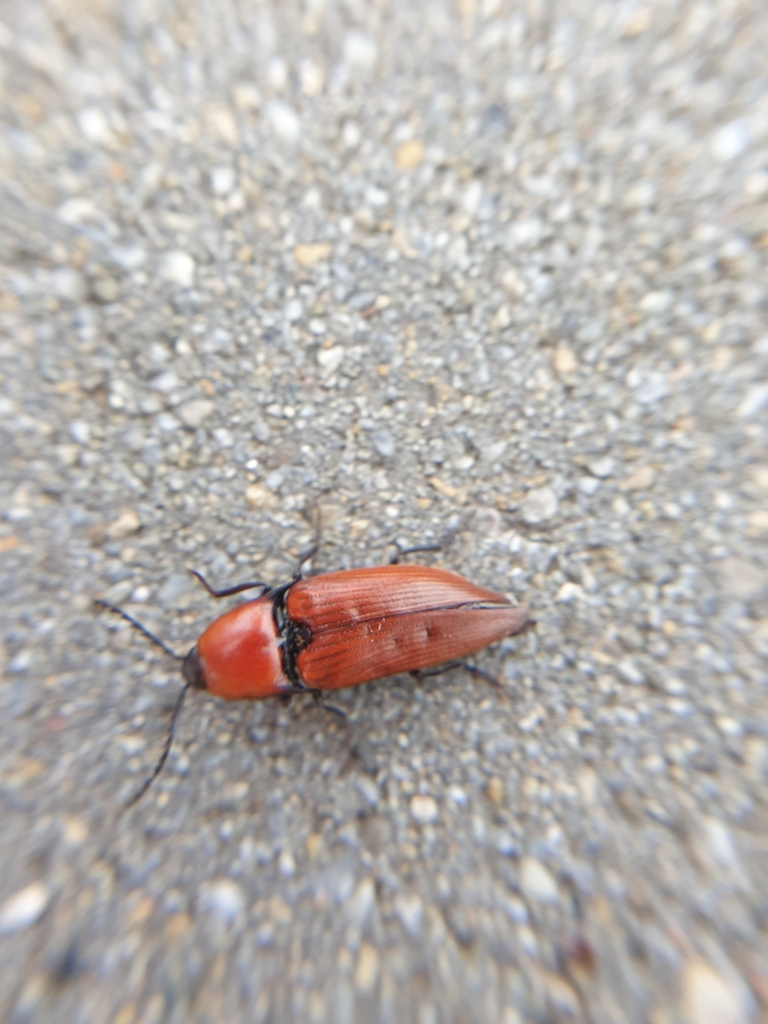 rusty red click beetle from 943 01 Štúrovo, Slovensko on June 8, 2023 ...